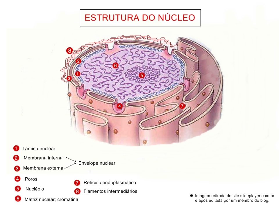 Estrutura Do Núcleo :: Biologando
